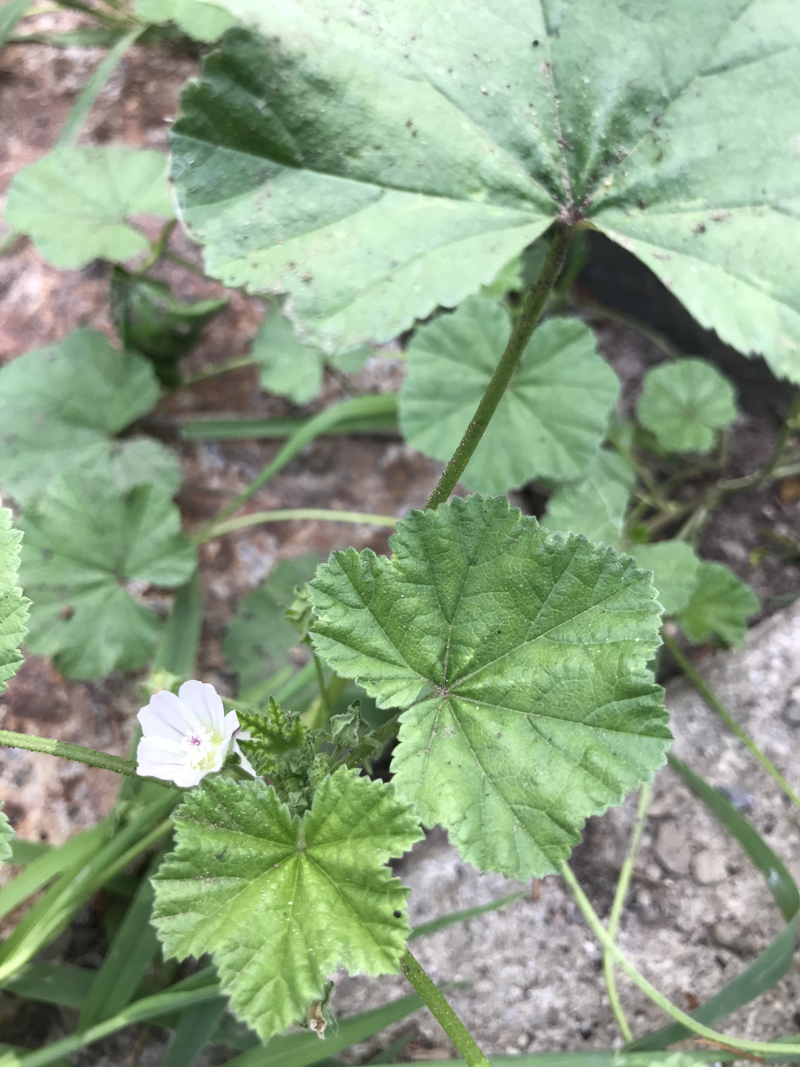 Common mallow / Malva neglecta – Black Squirrel Farms